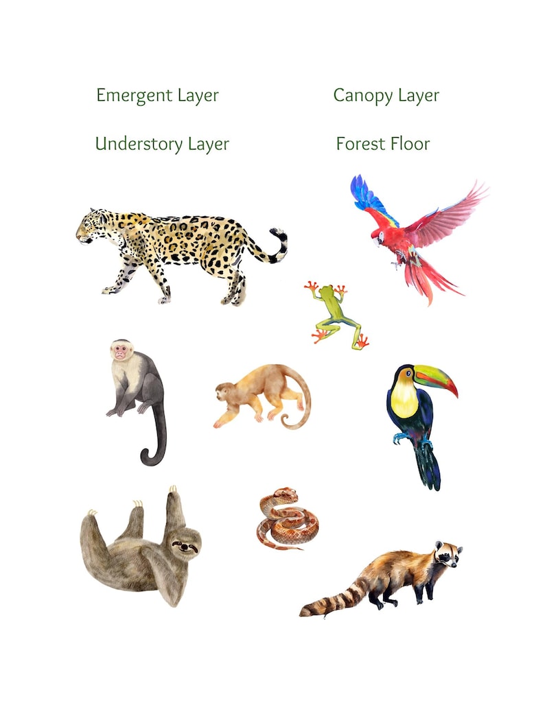 Create Your Own Rainforest Activity Pack - Etsy
