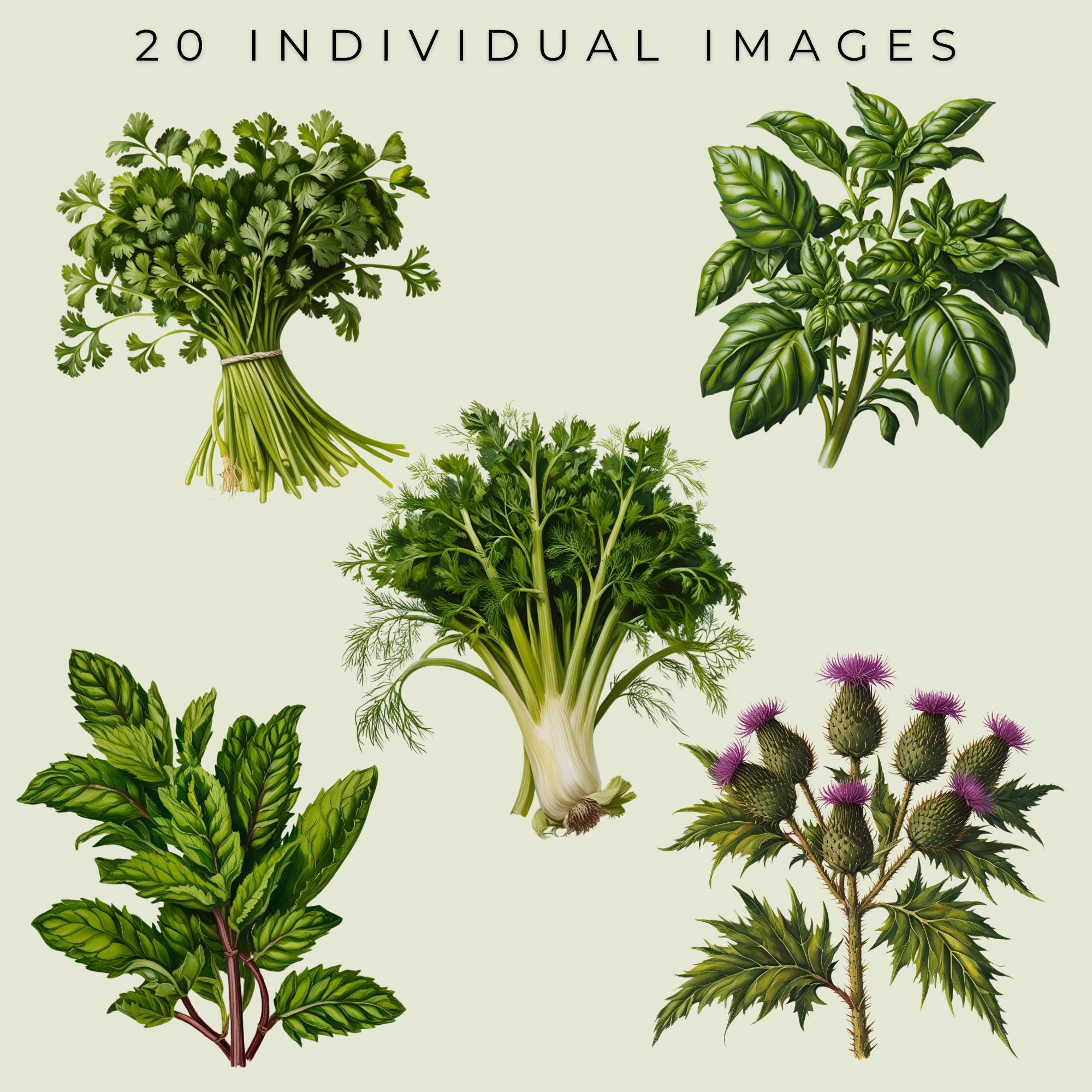 Herbs Clipart PNG Medicinal Herbs Clipart Illustration Watercolor ...