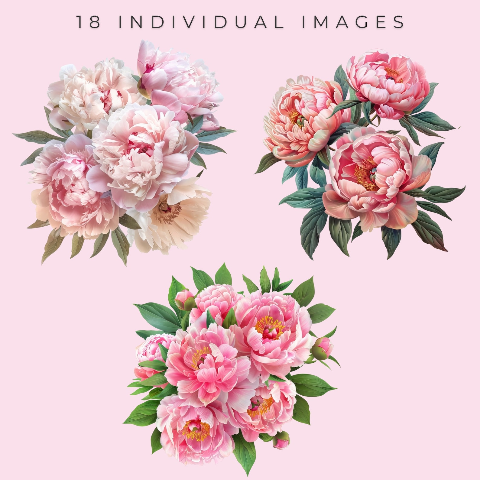 Pink Peonies Clipart Set Peony Clip Art Watercolor Floral Peony PNG ...
