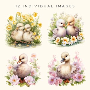 Ducklings Clipart Set, Cute Fluffy Ducklings Clipart, Baby Ducks Bundle ...