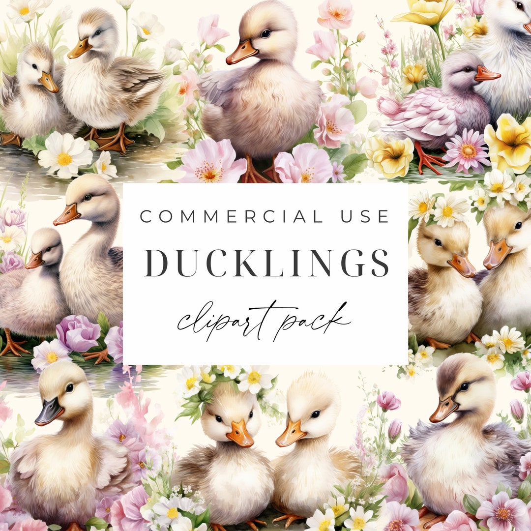 Ducklings Clipart Set, Cute Fluffy Ducklings Clipart, Baby Ducks Bundle ...