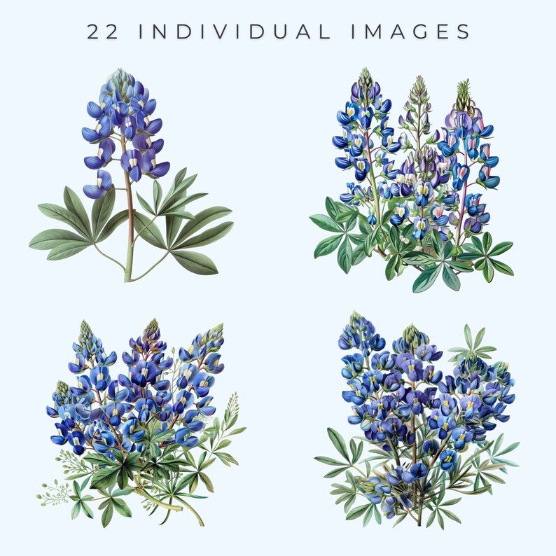 Bluebonnet Clipart Bundle PNG Watercolor Bluebonnet Clip Art Set Blue ...