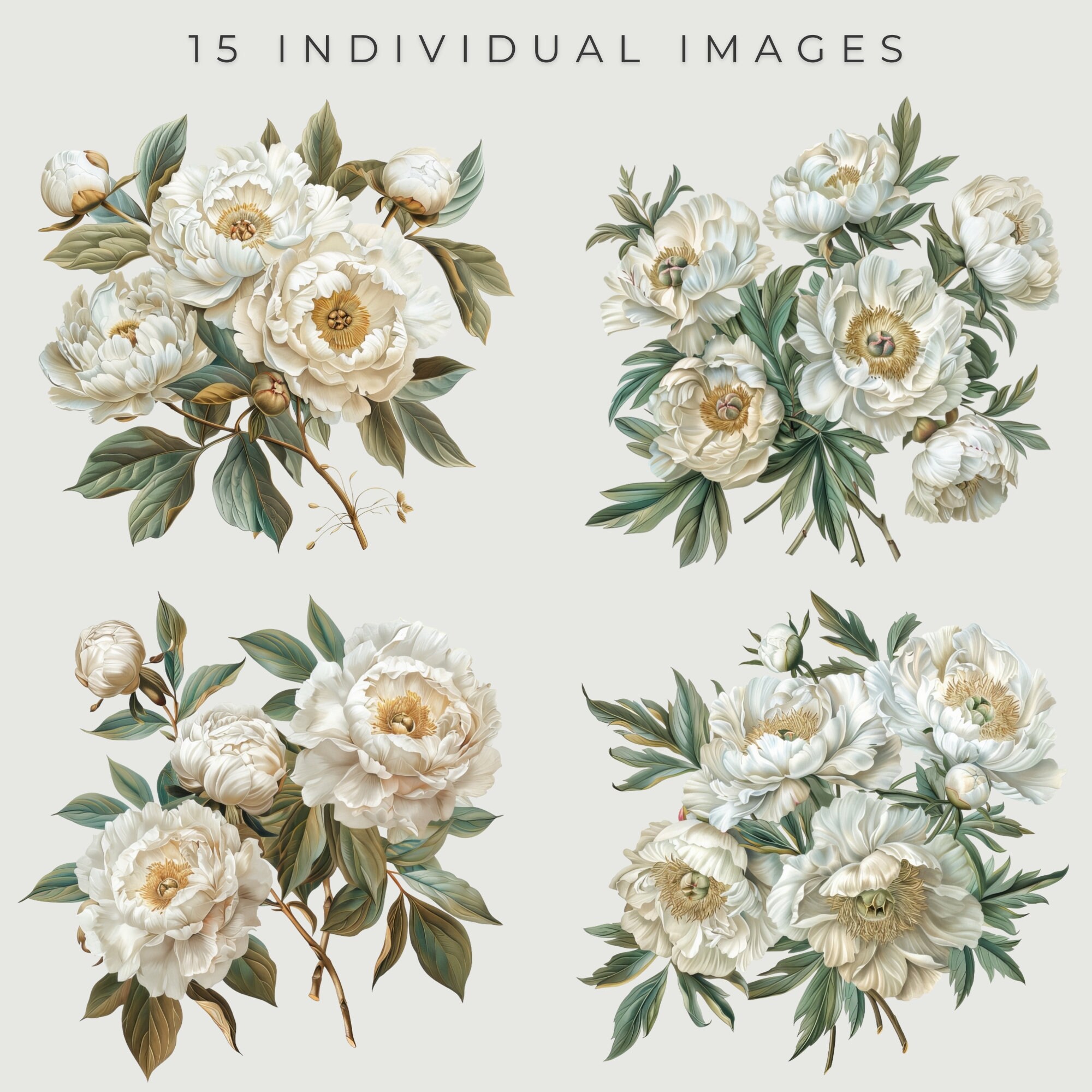 White Peonies Clipart Set, Watercolor White Peony PNG, Peony Flowers ...