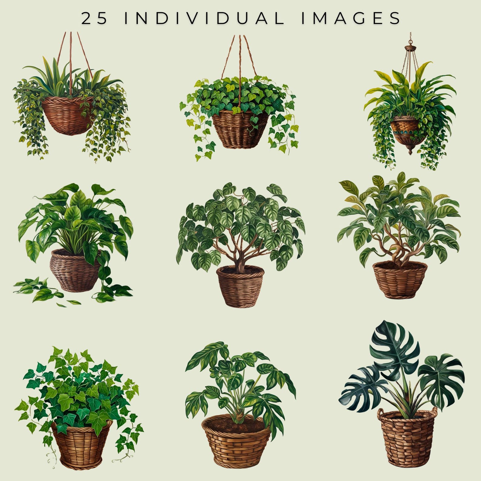 Houseplants Clipart Indoor Plants Clipart PNG Potted Plants Cactus ...
