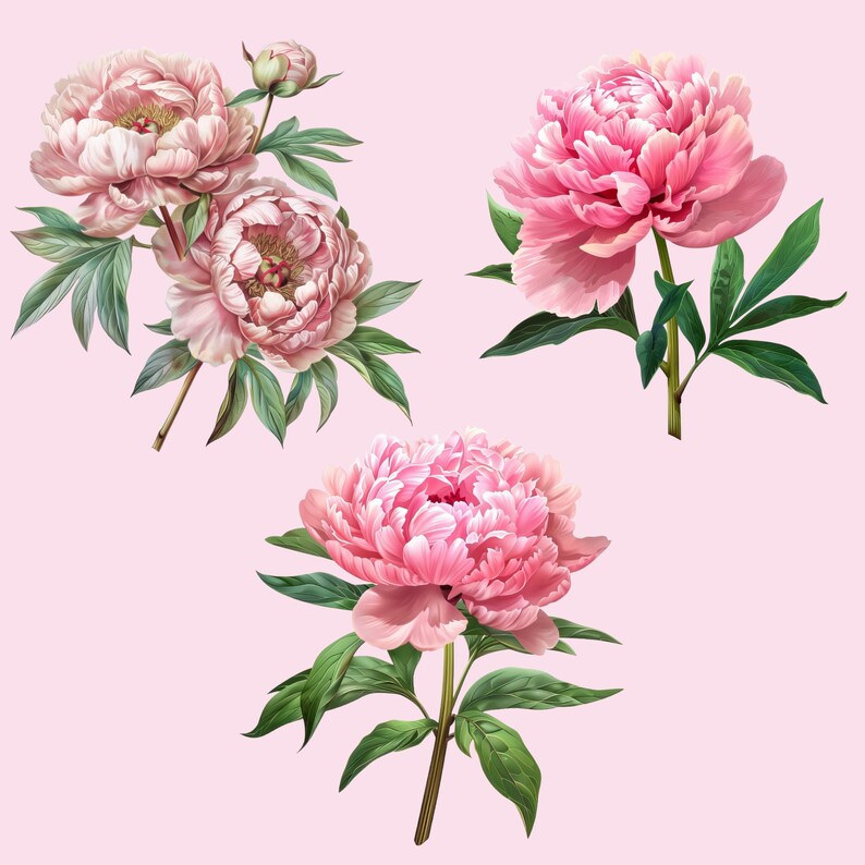 Pink Peonies Clipart Set Peony Clip Art Watercolor Floral Peony PNG ...