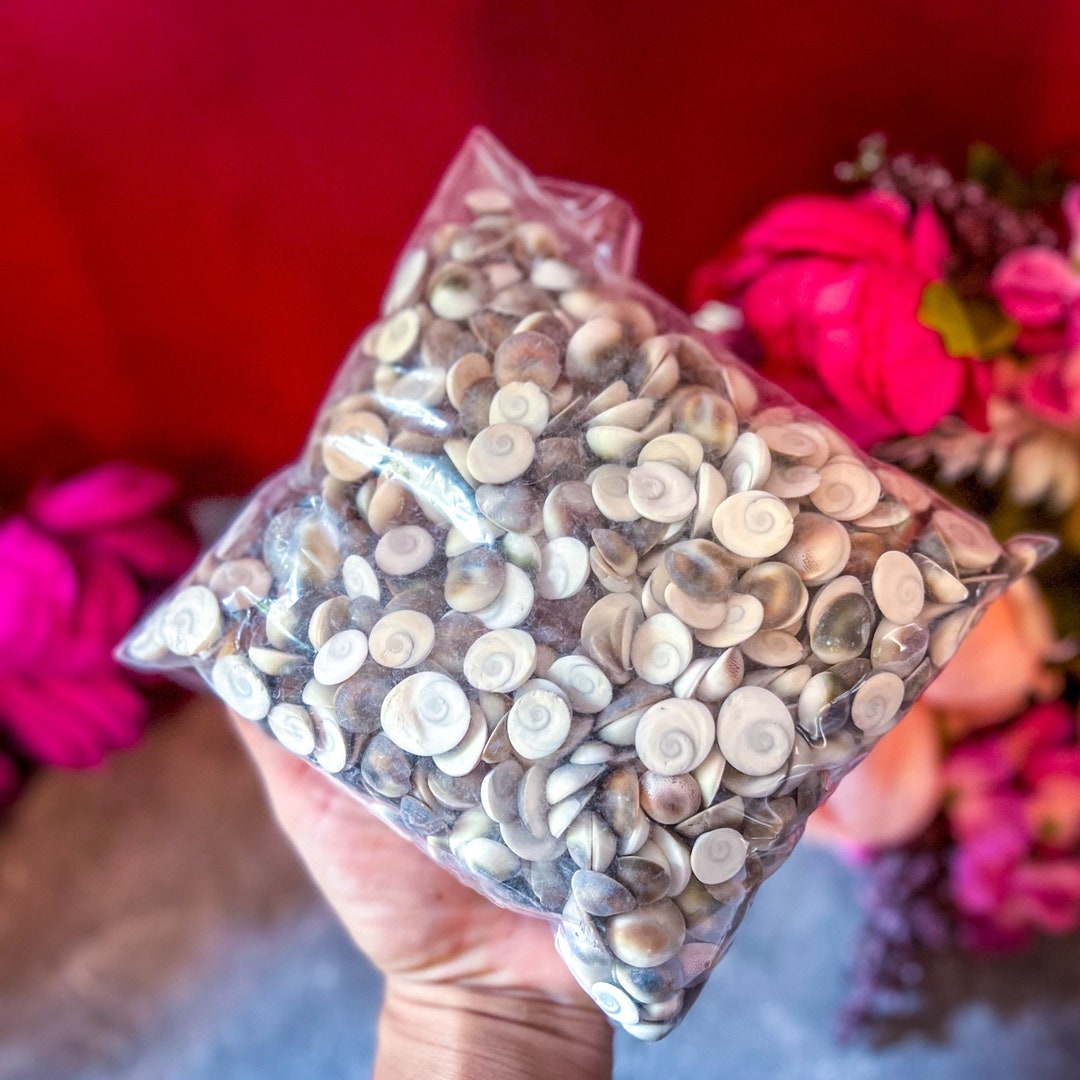 BULK Shiva Eye Shells, Spiral Shells, 250 Grams or 1 Kilo Bags for ...