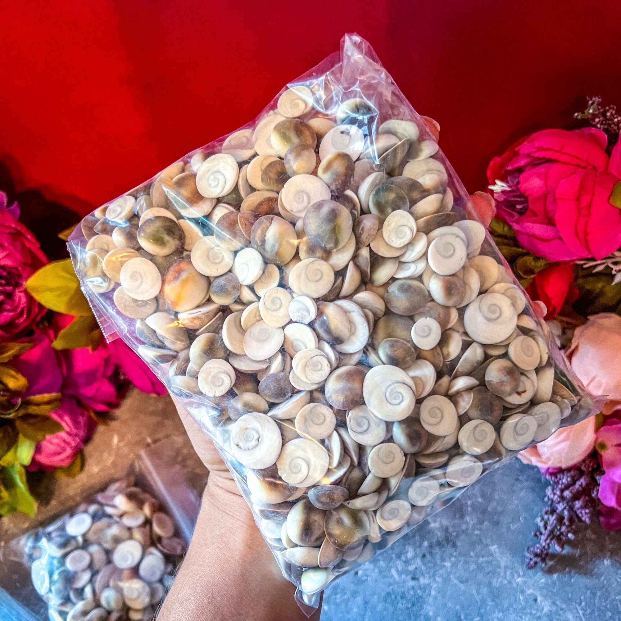 BULK Shiva Eye Shells, Spiral Shells, 250 Grams or 1 Kilo Bags for ...