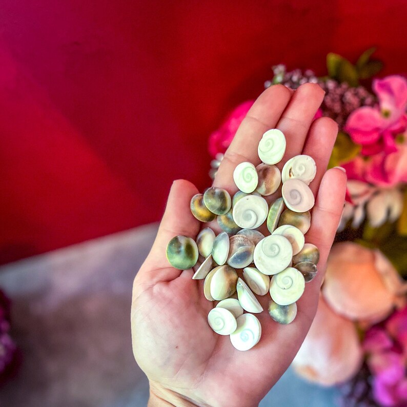 BULK Shiva Eye Shells, Spiral Shells, 250 Grams or 1 Kilo Bags for ...