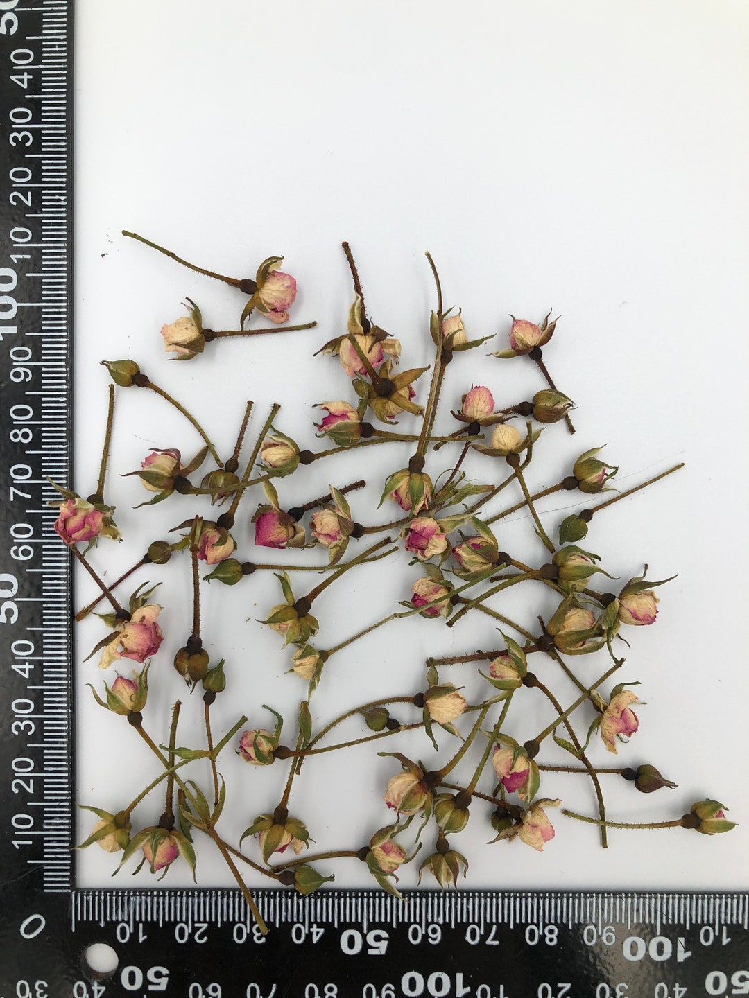Miniature Pink & White Rose Dried Flower Heads Everlasting Flowers ...