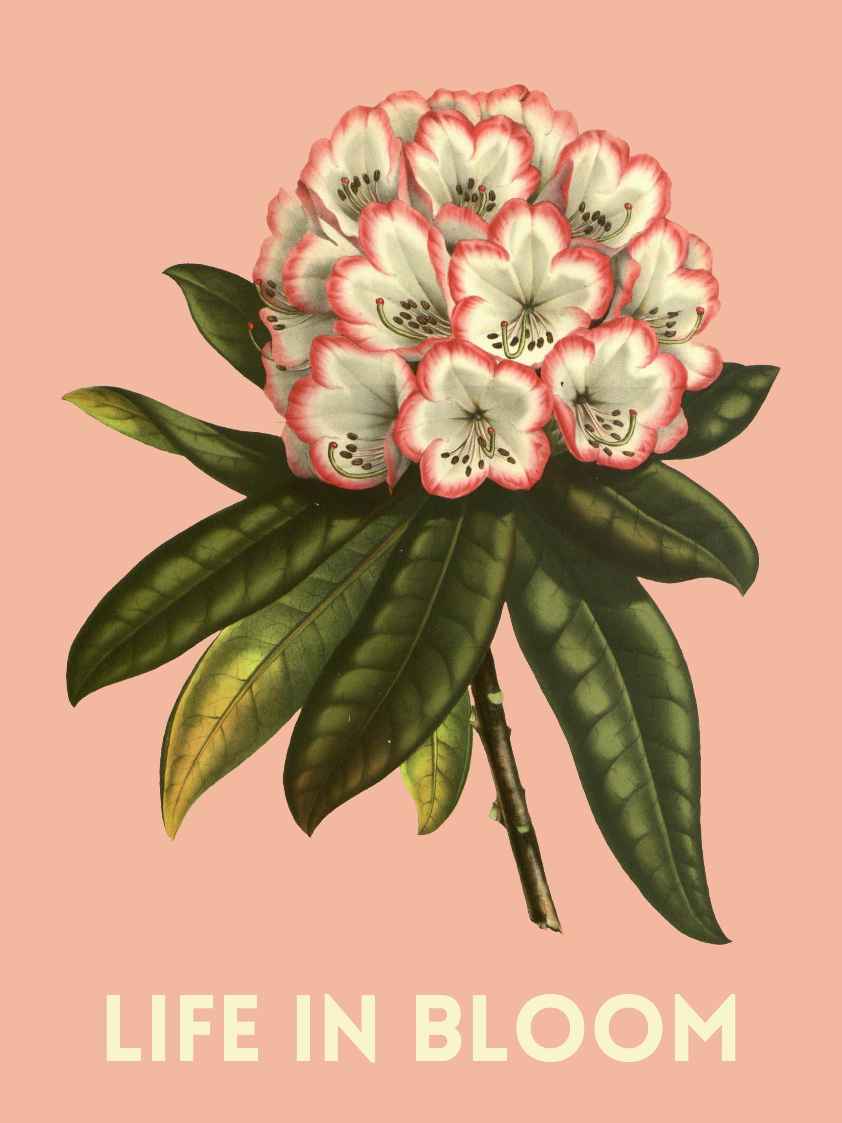 Life in Bloom Digital Download - Etsy