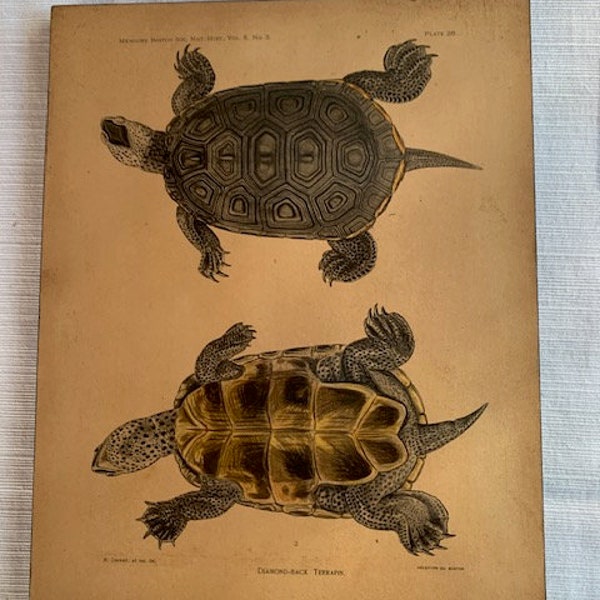Antique Turtle - Etsy