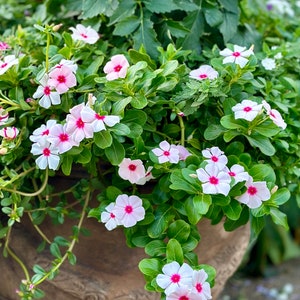 Mixed Trailing Cascading Vinca Seeds (aka Periwinkle) - Etsy