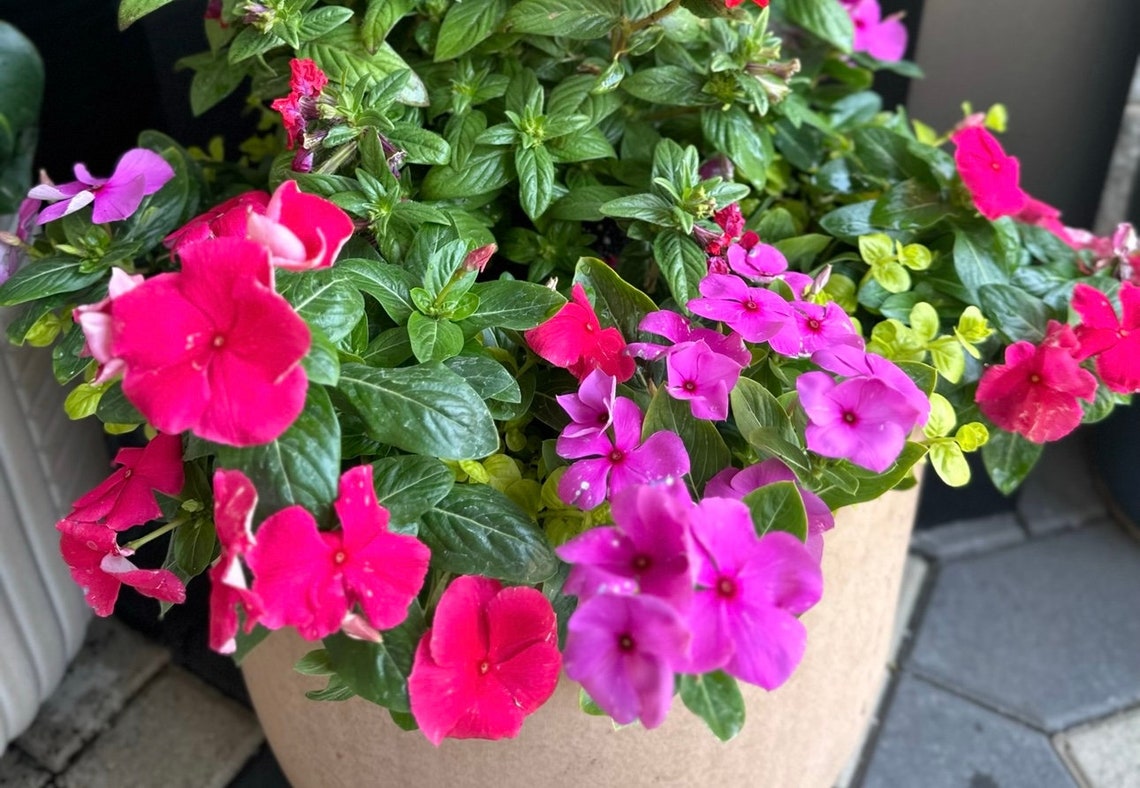 Mixed Trailing Cascading Vinca Seeds (sometimes Called Periwinkle) - Etsy
