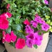 Mixed Trailing Cascading Vinca Seeds (sometimes Called Periwinkle) - Etsy