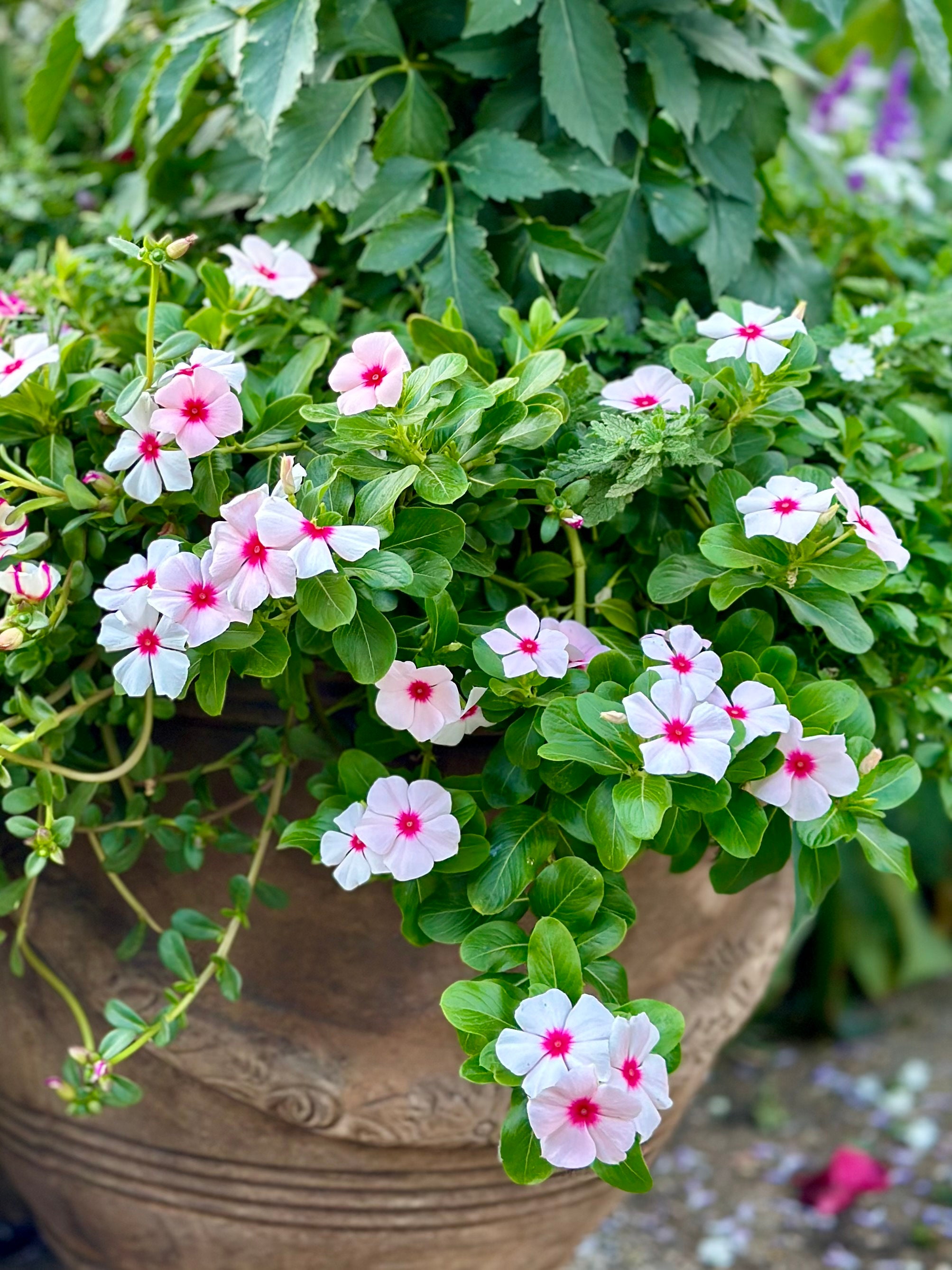 Mixed Trailing Cascading Vinca Seeds - Mixed Colors (aka Periwinkle) - Etsy