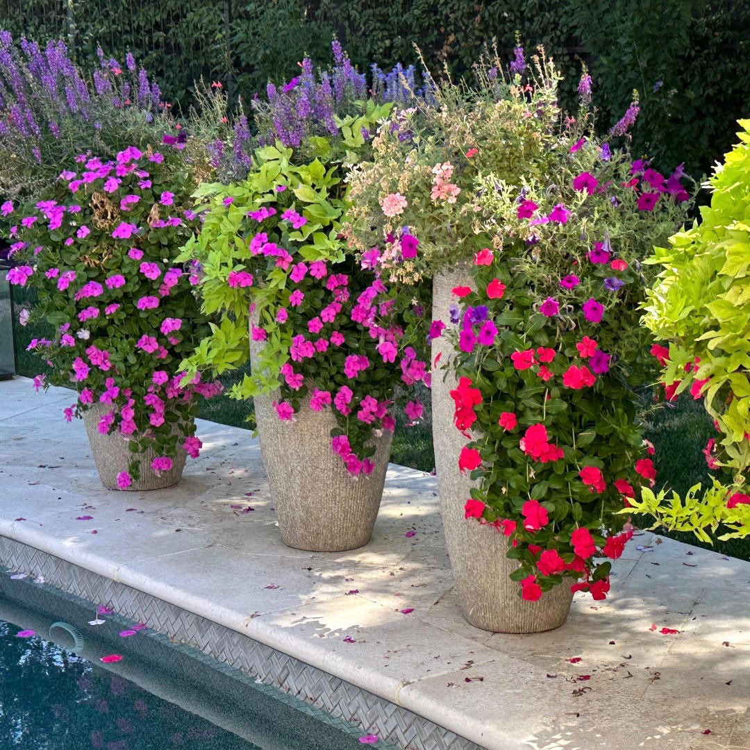 Mixed Trailing Cascading Vinca Seeds (sometimes Called Periwinkle) - Etsy