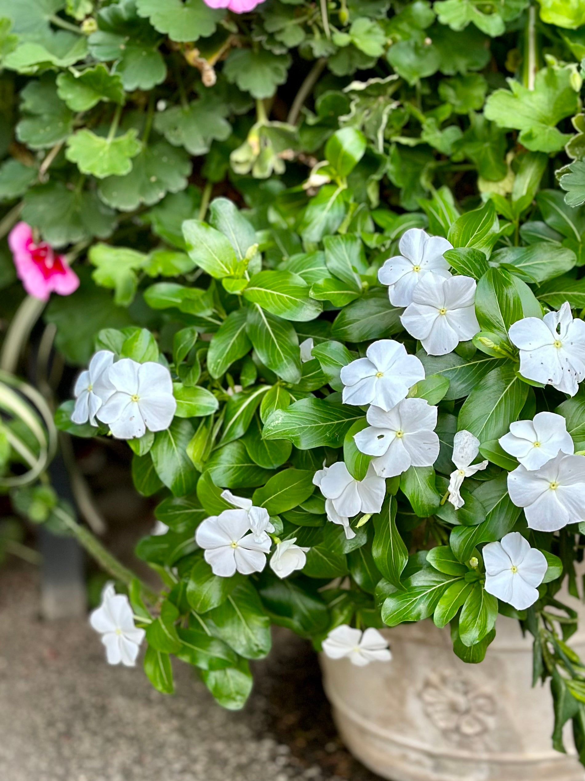 Mixed Trailing Cascading Vinca Seeds (sometimes Called Periwinkle) - Etsy