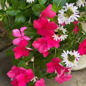 Mixed Trailing Cascading Vinca Seeds (aka Periwinkle) - Etsy