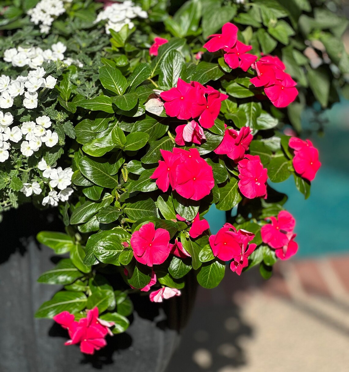 Mixed Trailing Cascading Vinca Seeds (sometimes Called Periwinkle) - Etsy