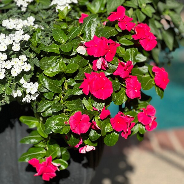 Vinca Seeds - Etsy