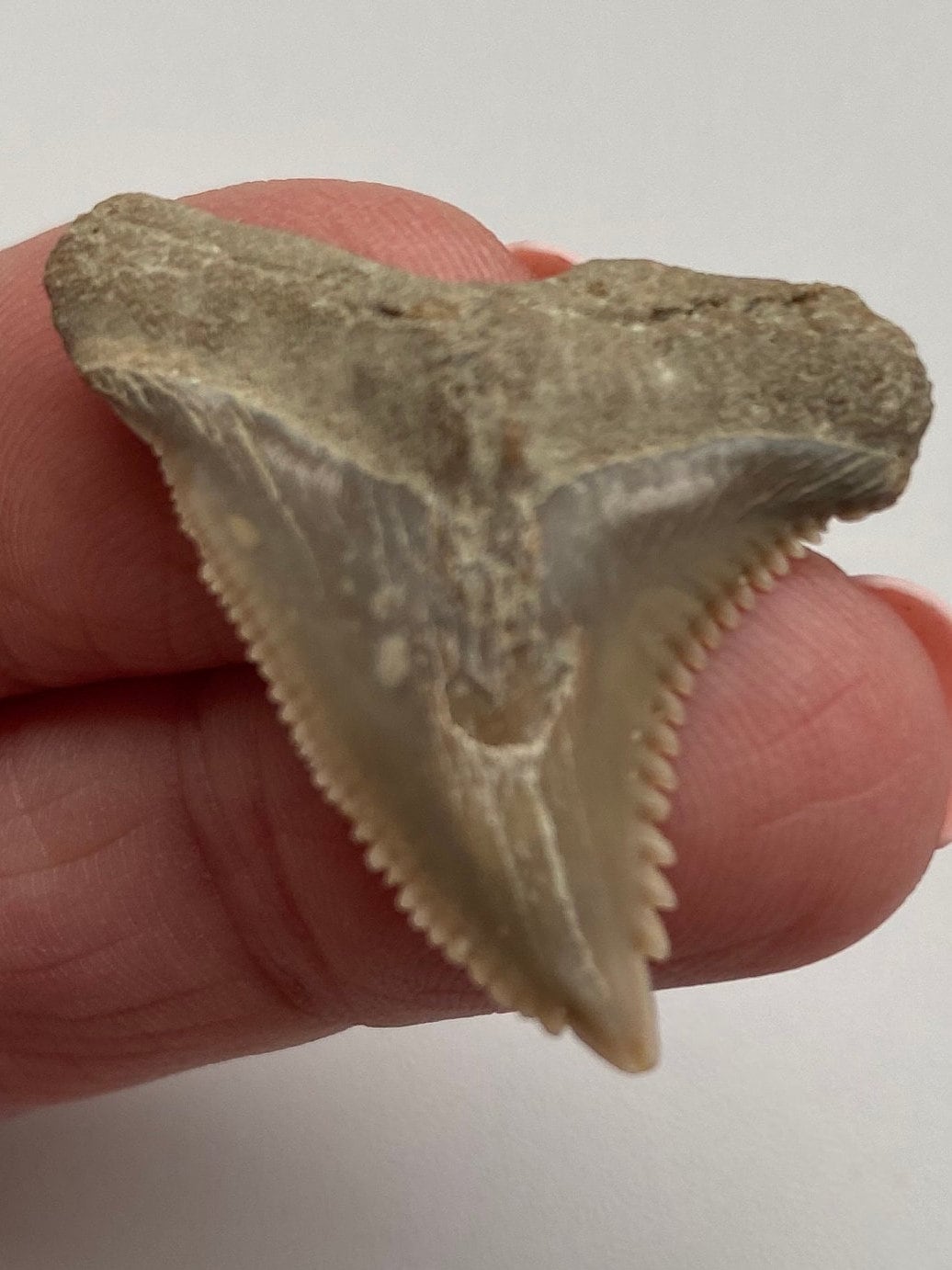 1 3/8 Giant Hemipristis Snaggletooth Shark Tooth Fossil - Etsy