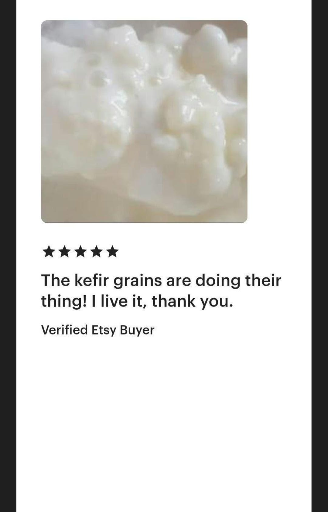 20gr Organic Live Milk Kefir Grains Probiotic Clean Safe Tibetan - Etsy UK