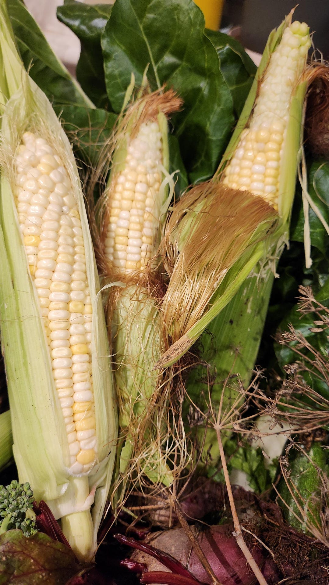 White Maize /chibage White Maize Seeds. Non-gmo 50+ Seeds - Etsy UK