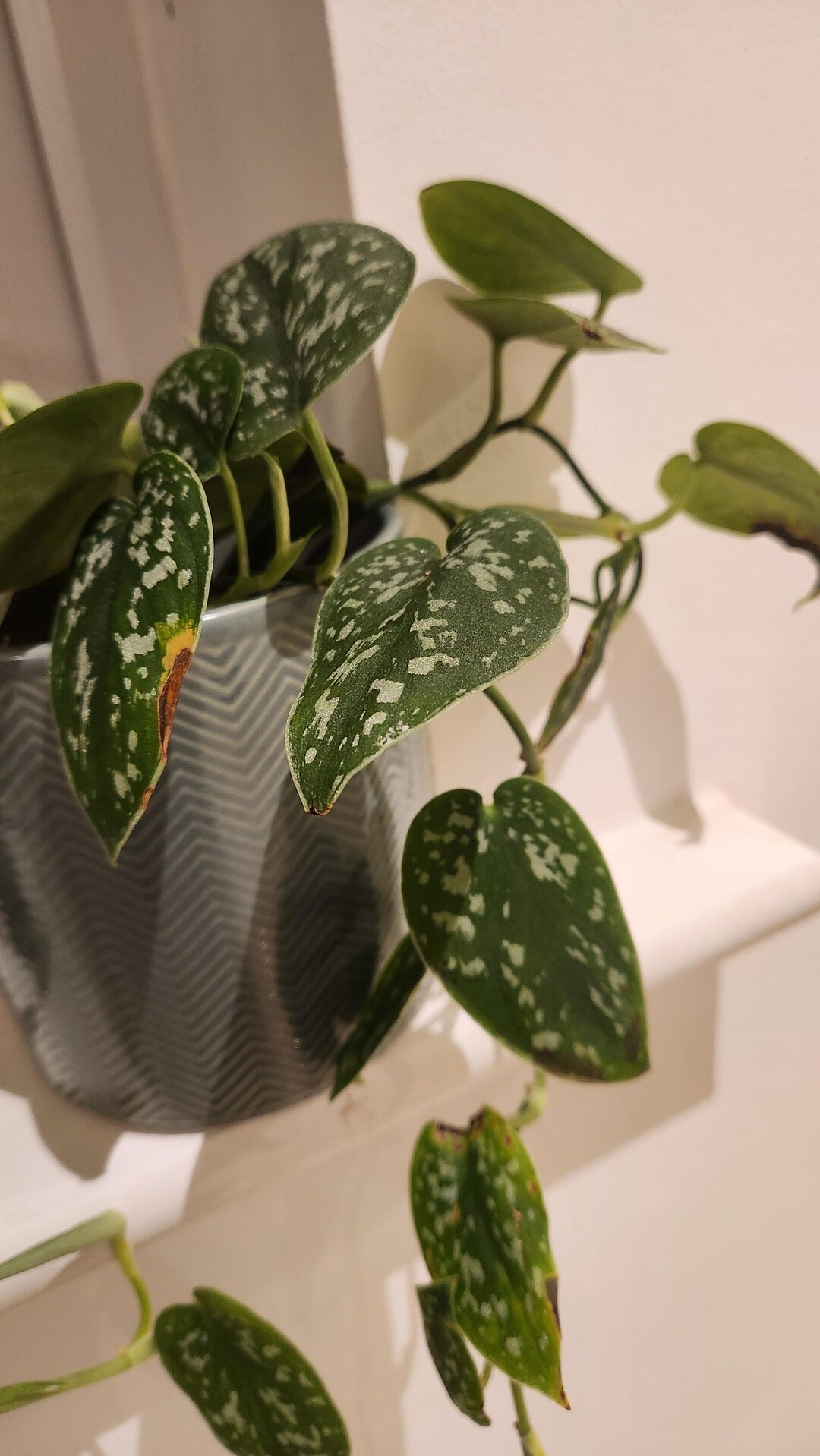 Free Delivery *****pathos Satin Plant Scindapsus Pictus Argyraeus ...