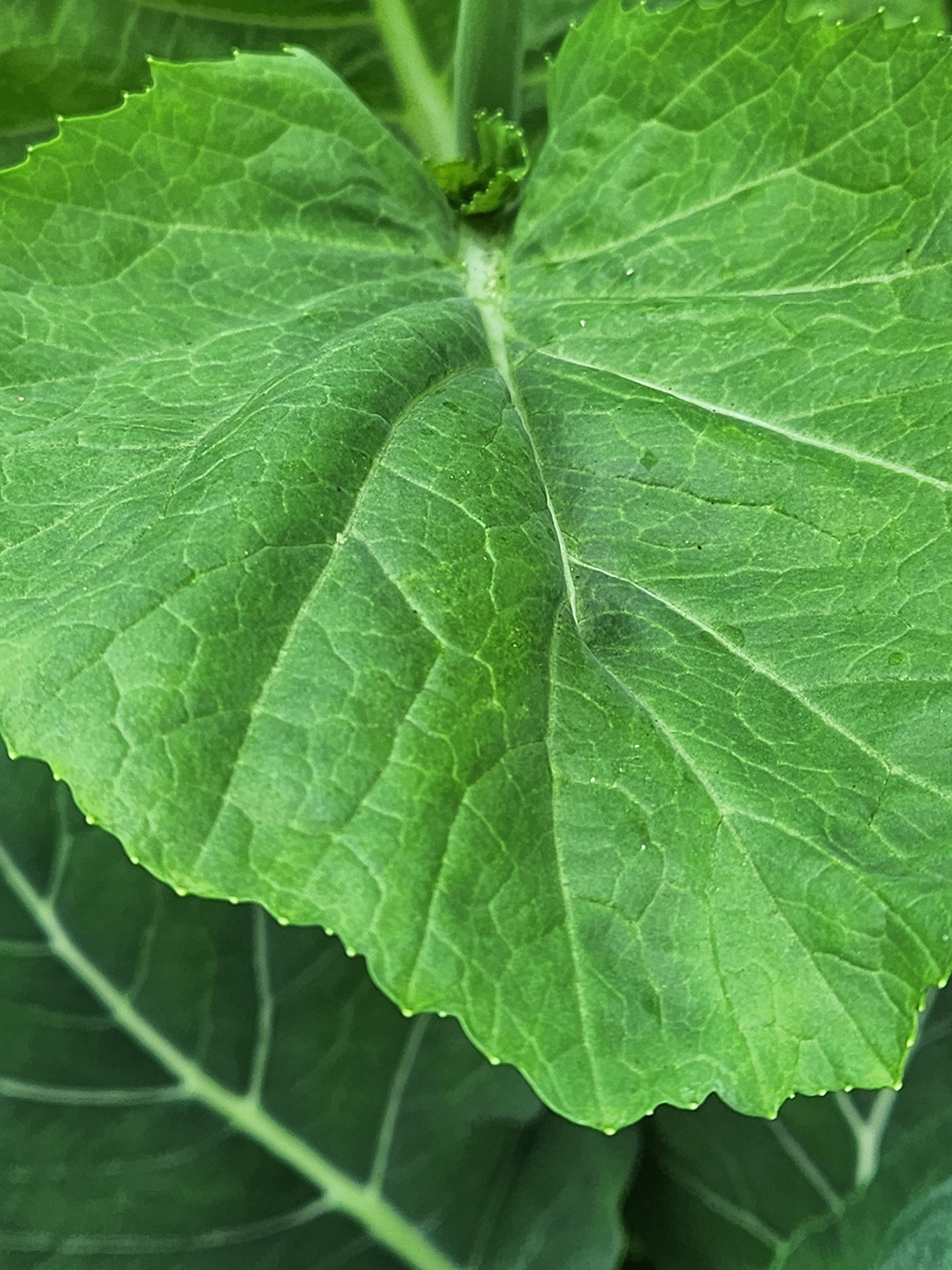 50 Tsunga Mustard Greens Vegetable Seeds. (zimbabwe Variety) Heirloom ...