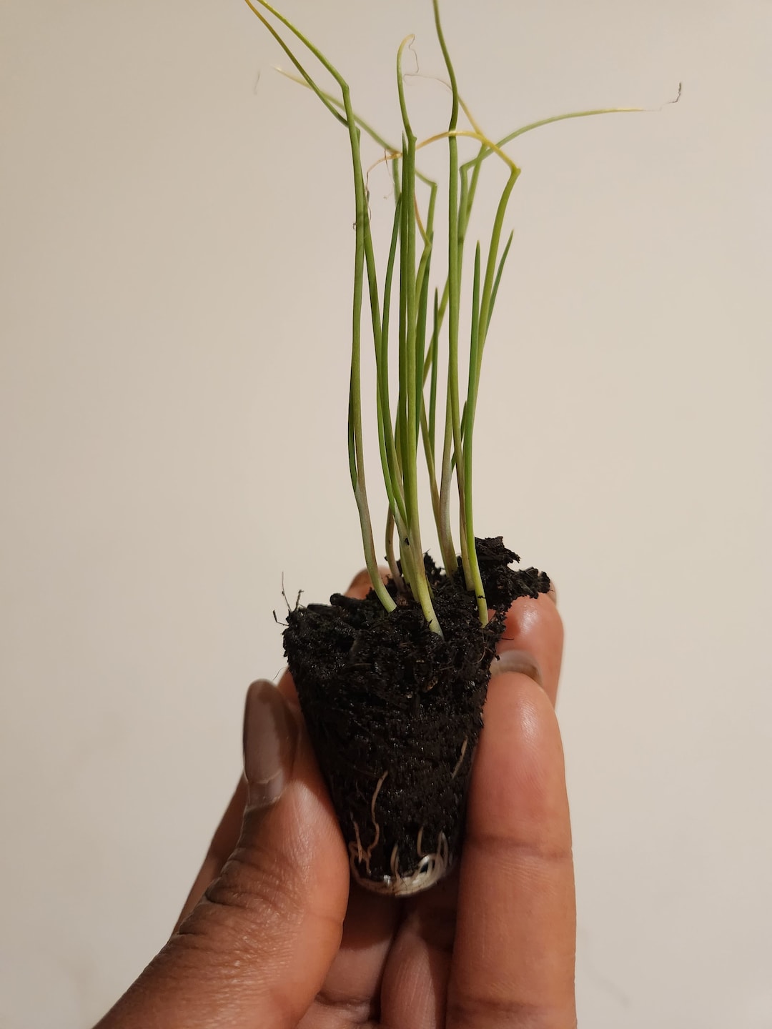 READY to Plant Now' Leek Plug Plants Grow Your Own Vegetables Young ...