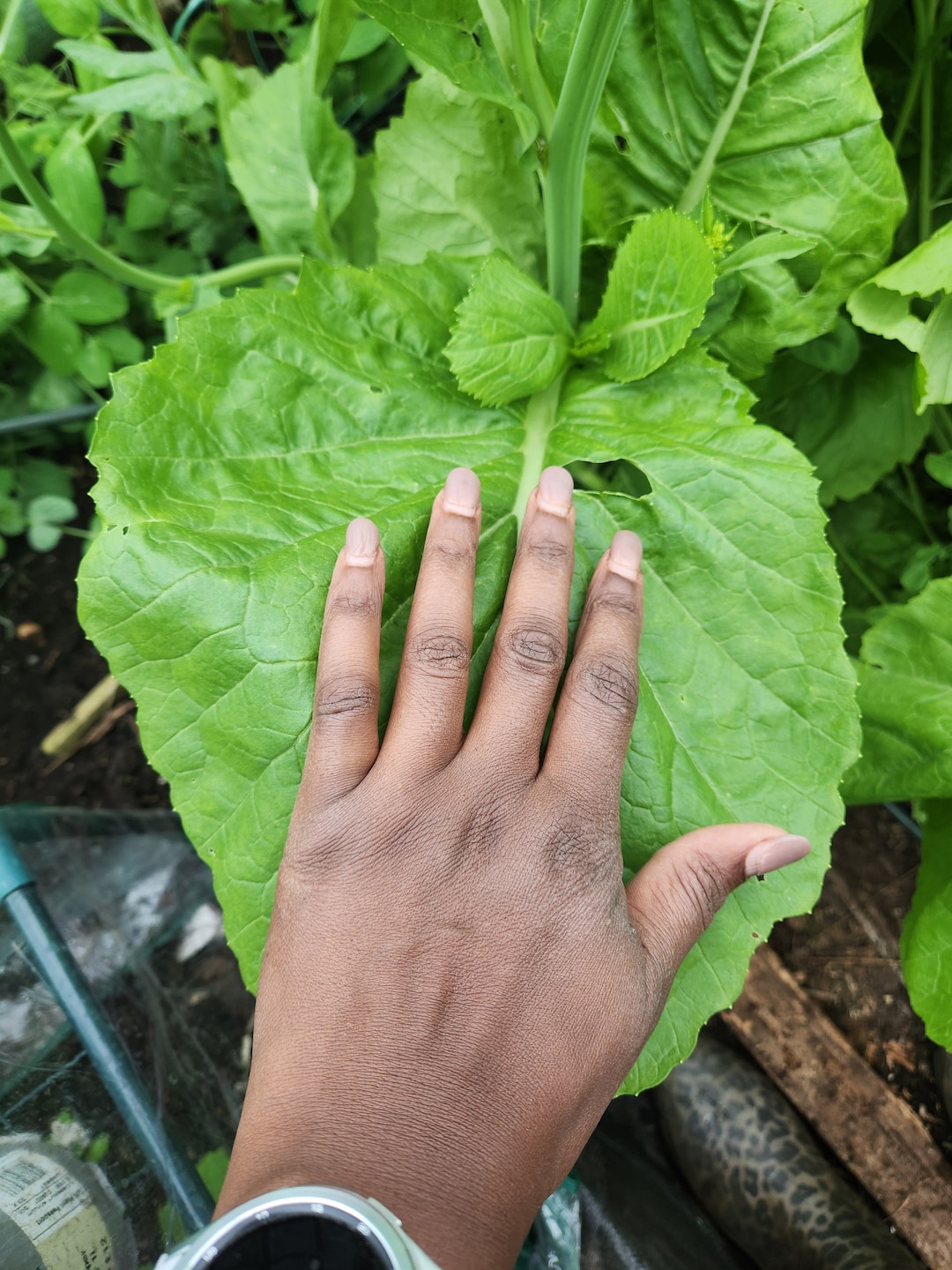 50 Tsunga Mustard Greens Vegetable Seeds. (zimbabwe Variety) Heirloom ...