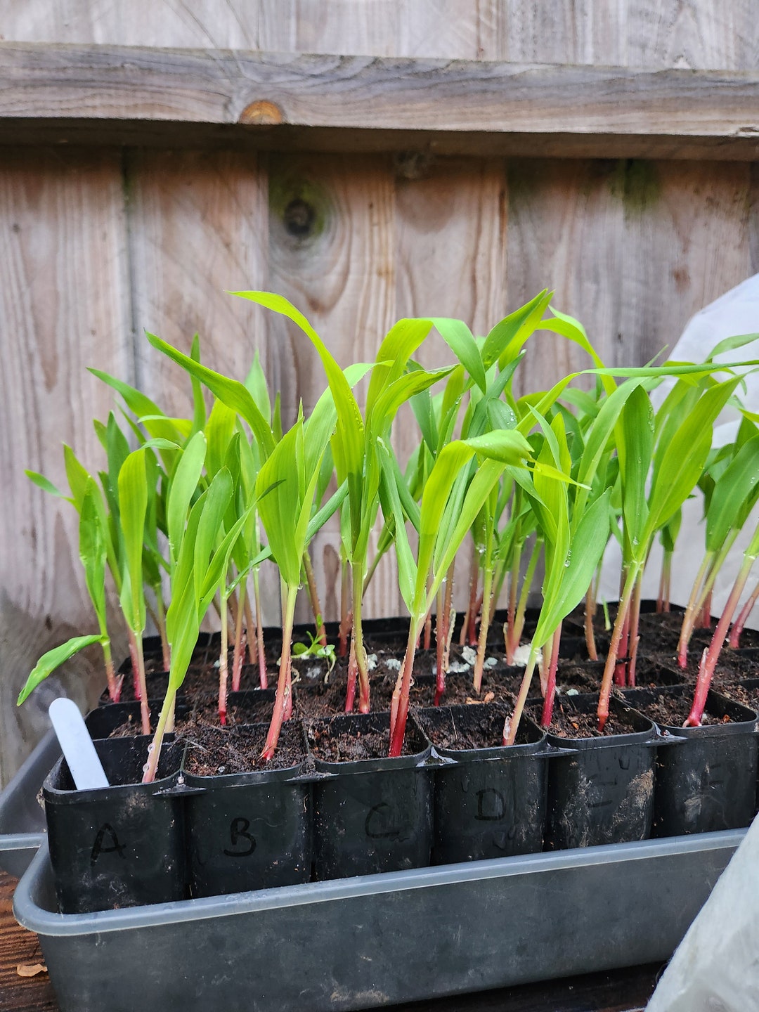 Multisown Maize or White Sweet Corn or Chibage Plantd Plug Plants ...