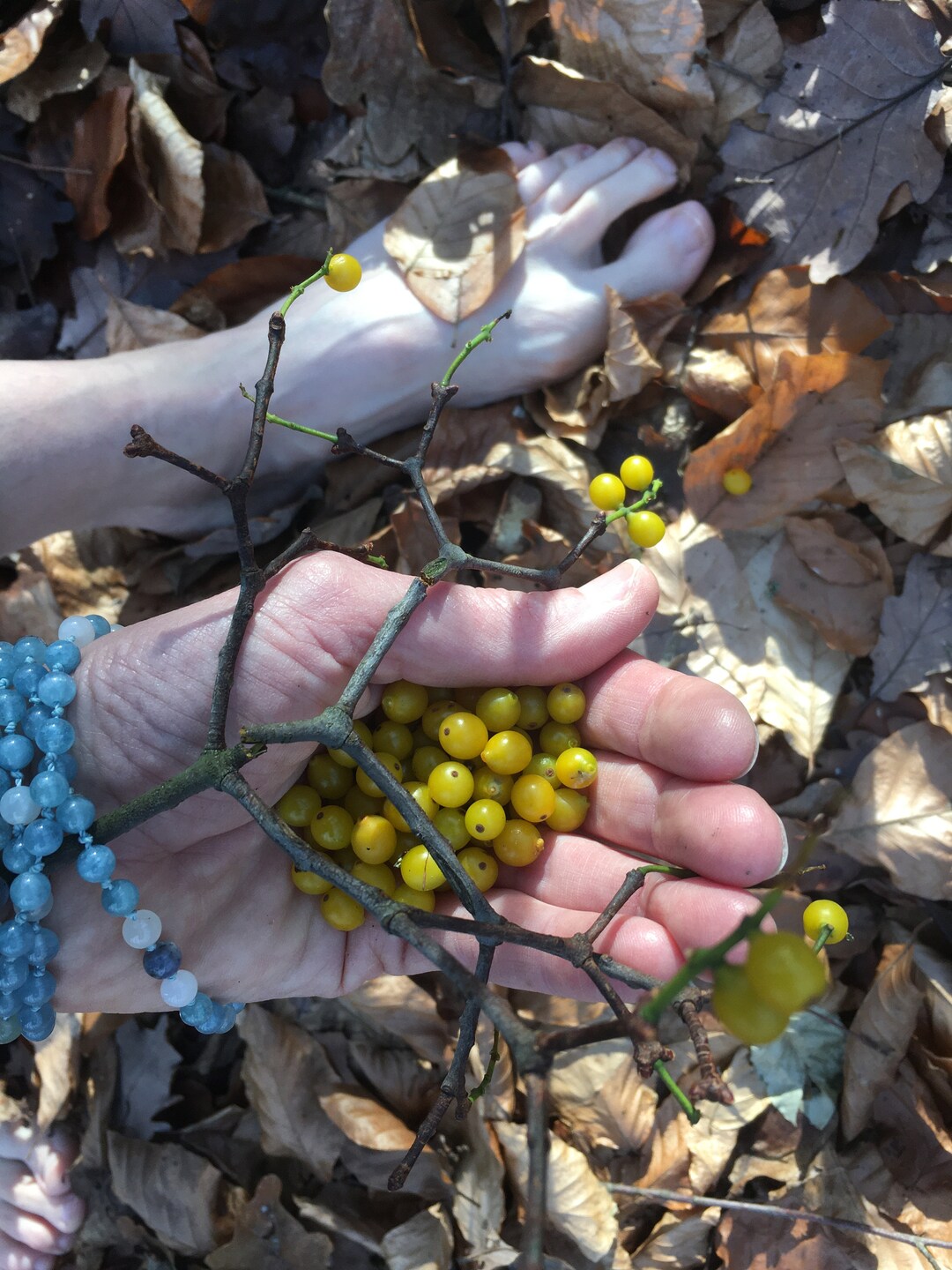 Oak Mistletoe Salt, Magical, Powerful, Rare, Rita Angela, W.ERD.VOLL ...
