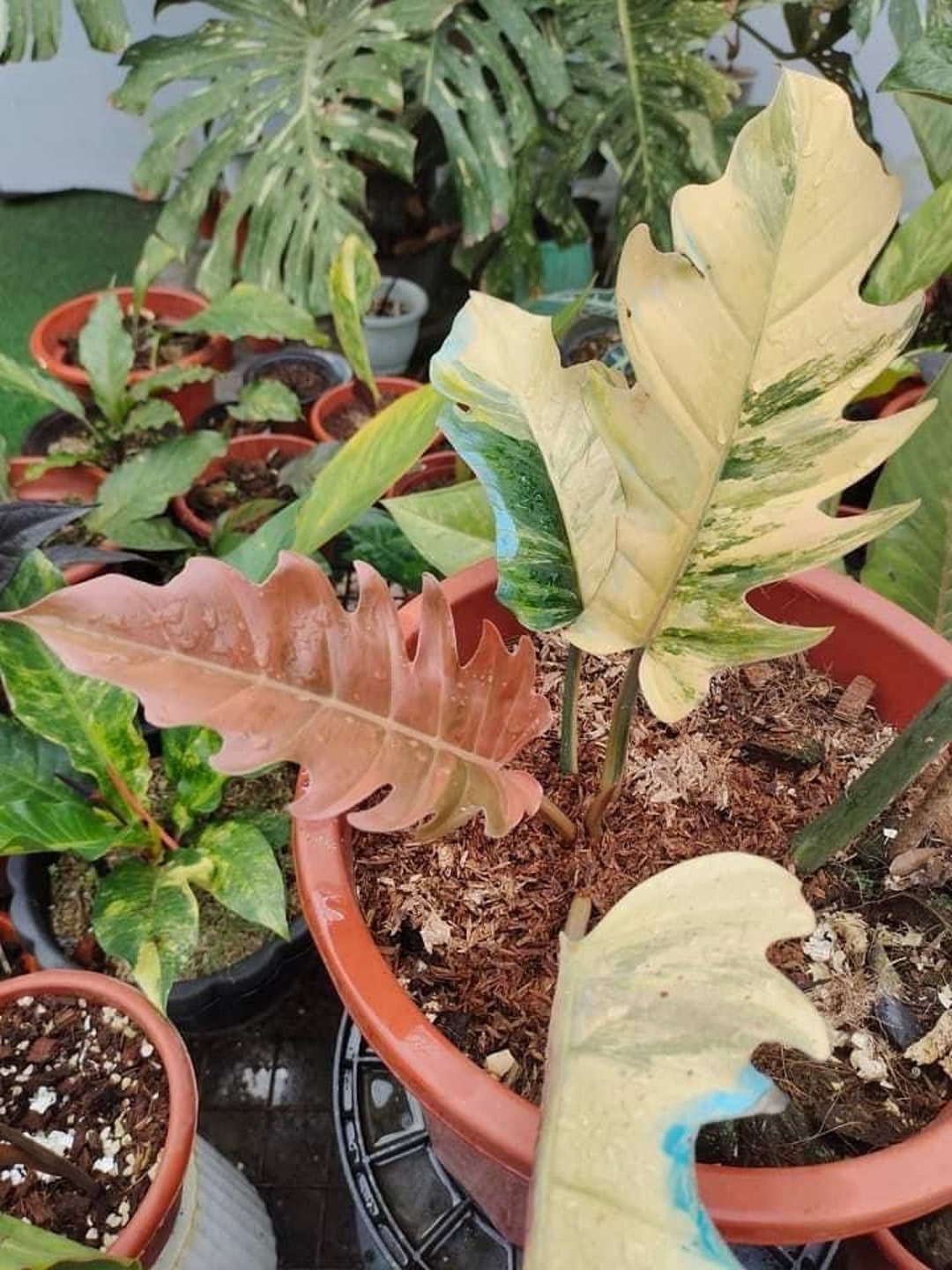 Philodendron Caramel Marble Variegated Rooted Nodes With FREE Phyto - Etsy