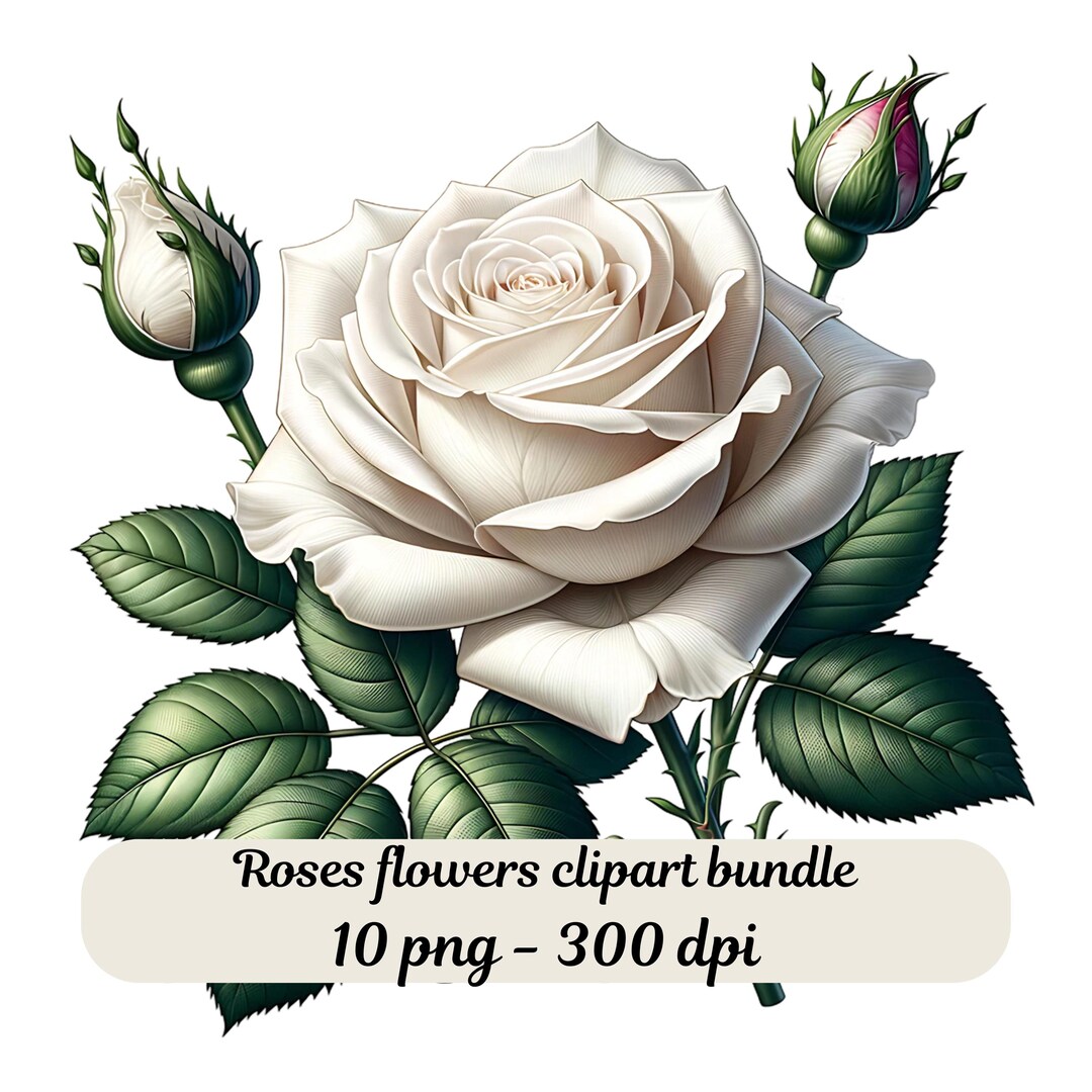 Roses Flowers Clipart , 10 Flower PNG Files for Crafting, Invitations ...