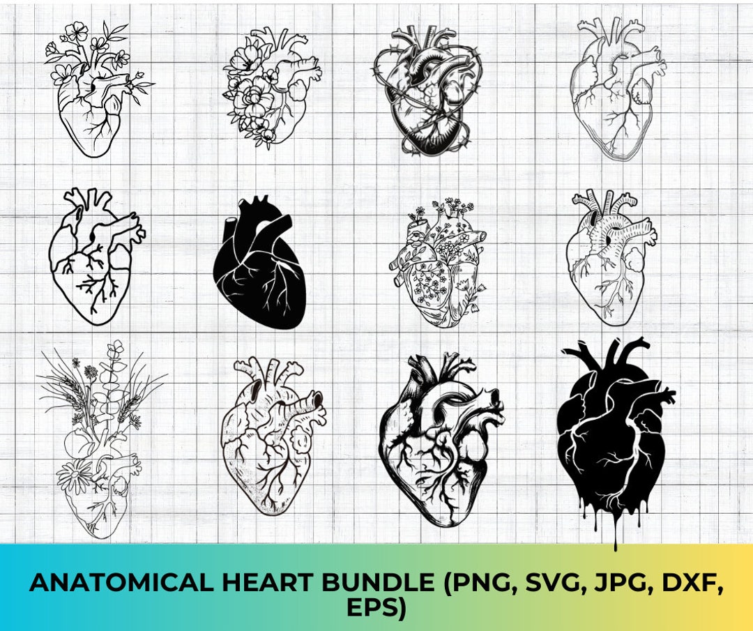 Floral Anatomical Heart SVG Bundle: Human Heart Vector, Clip Art ...