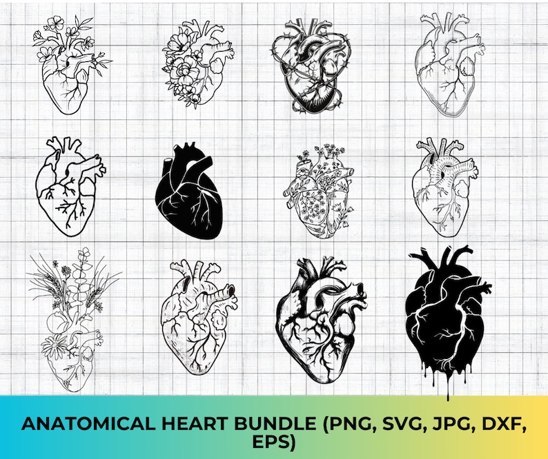 Floral Anatomical Heart SVG Bundle: Human Heart Vector, Clip Art ...