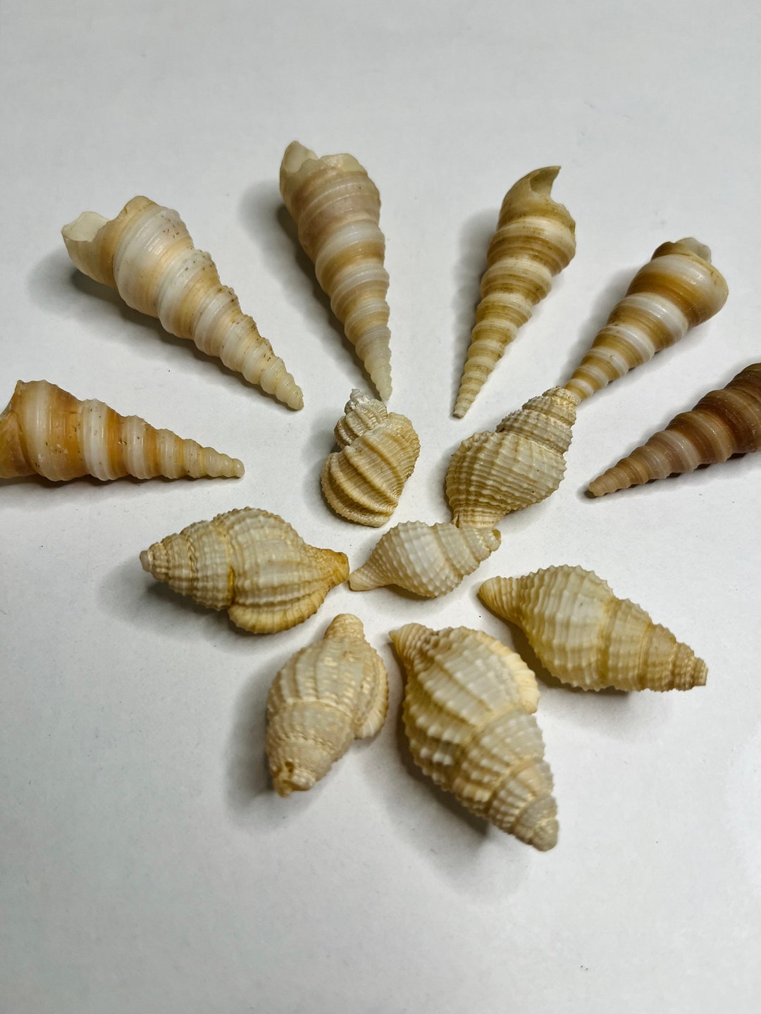 Lot of 16 Set of Turitela and Tritia Seashells, Natural Shells - Etsy