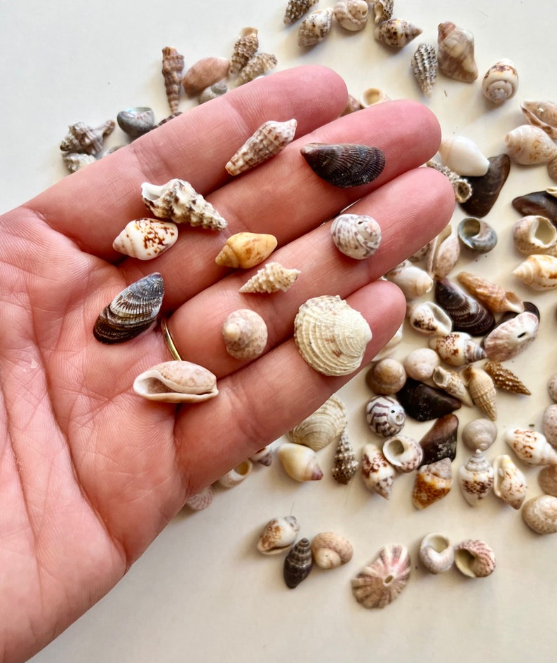 Mix of 50 Small Natural Seashells, Very Small Shells, Craft Sea Finds ...
