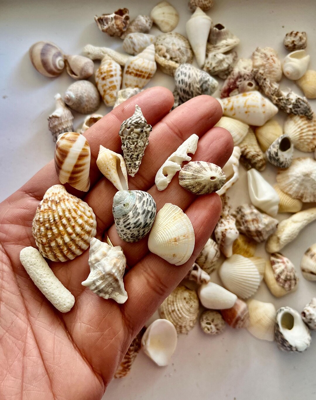 Mix of 30 Medium Size Natural Seashells, Set of Shells, Craft Sea Finds ...