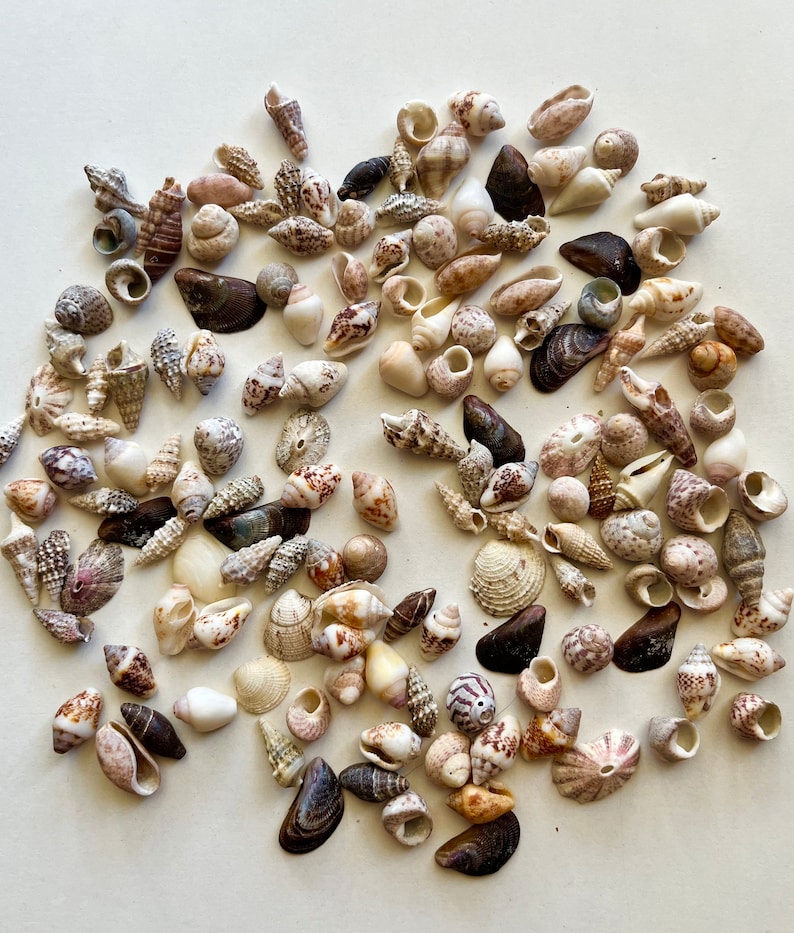 Mix of 50 Small Natural Seashells, Very Small Shells, Craft Sea Finds ...