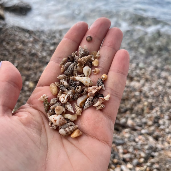 Tiny Seashells - Etsy