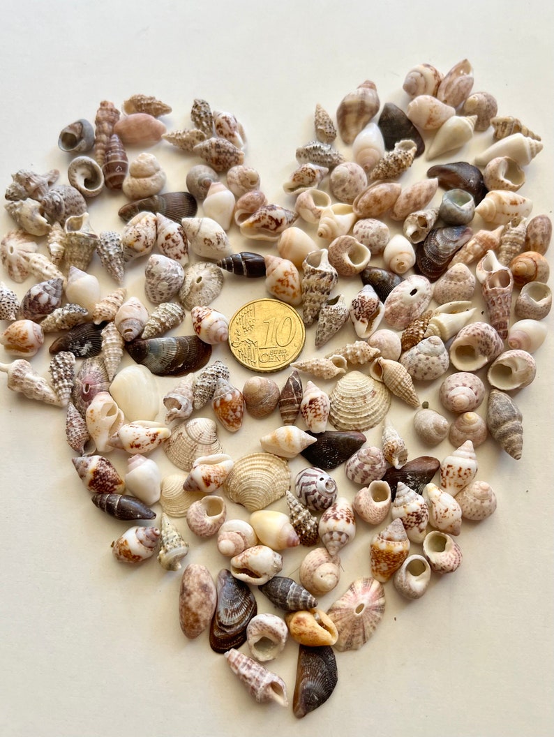 Mix of 50 Small Natural Seashells, Very Small Shells, Craft Sea Finds ...