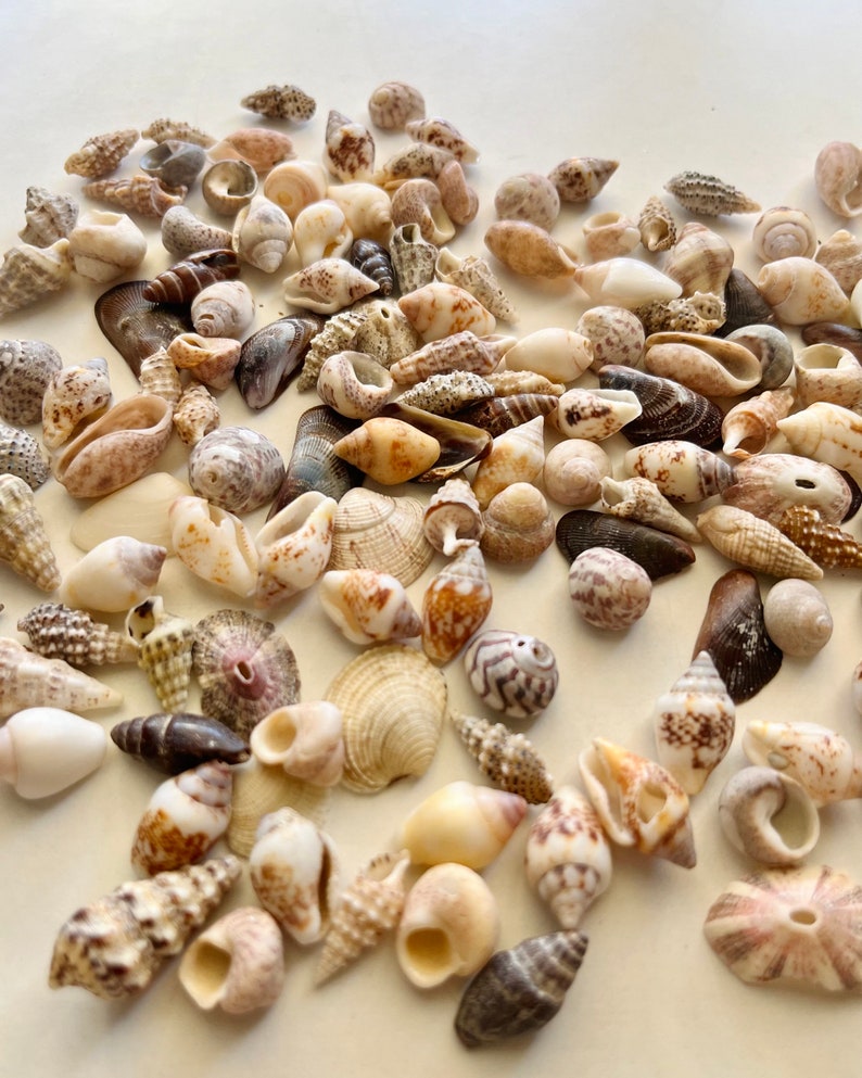 Mix of 50 Small Natural Seashells, Very Small Shells, Craft Sea Finds ...