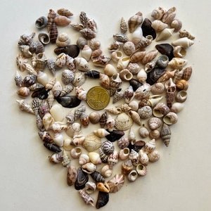 Mix of 50 Small Natural Seashells, Very Small Shells, Craft Sea Finds ...
