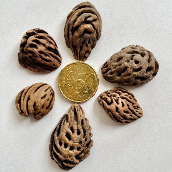 Peach Pits - Etsy