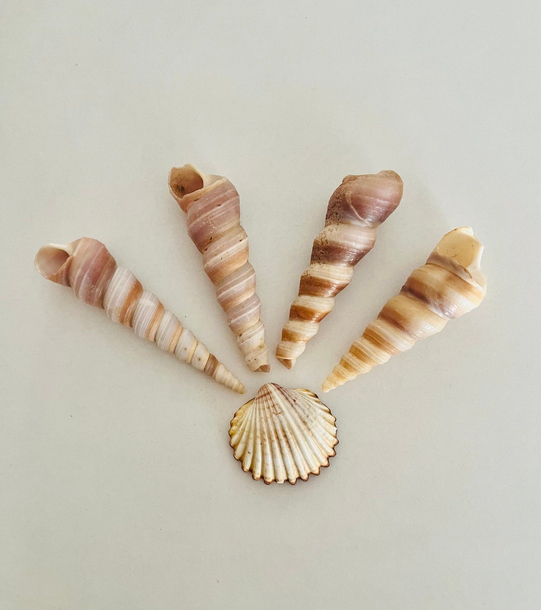 4 Rare Turritella Screw Seashells, Natural Shells - Etsy
