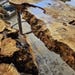 Natural Mappa Burl Wood Slab: Live Edge Rustic Lumber for Epoxy Tables ...