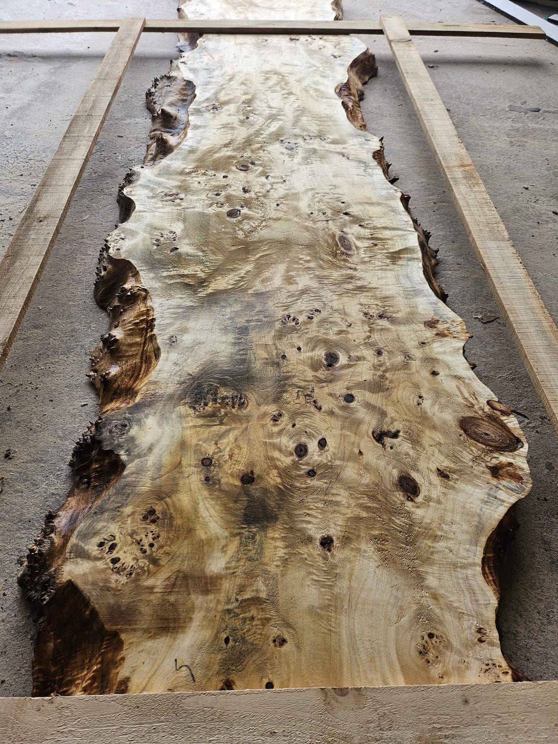 Natural Mappa Burl One Piece Wood Slab: Live Edge Rustic Lumber for ...