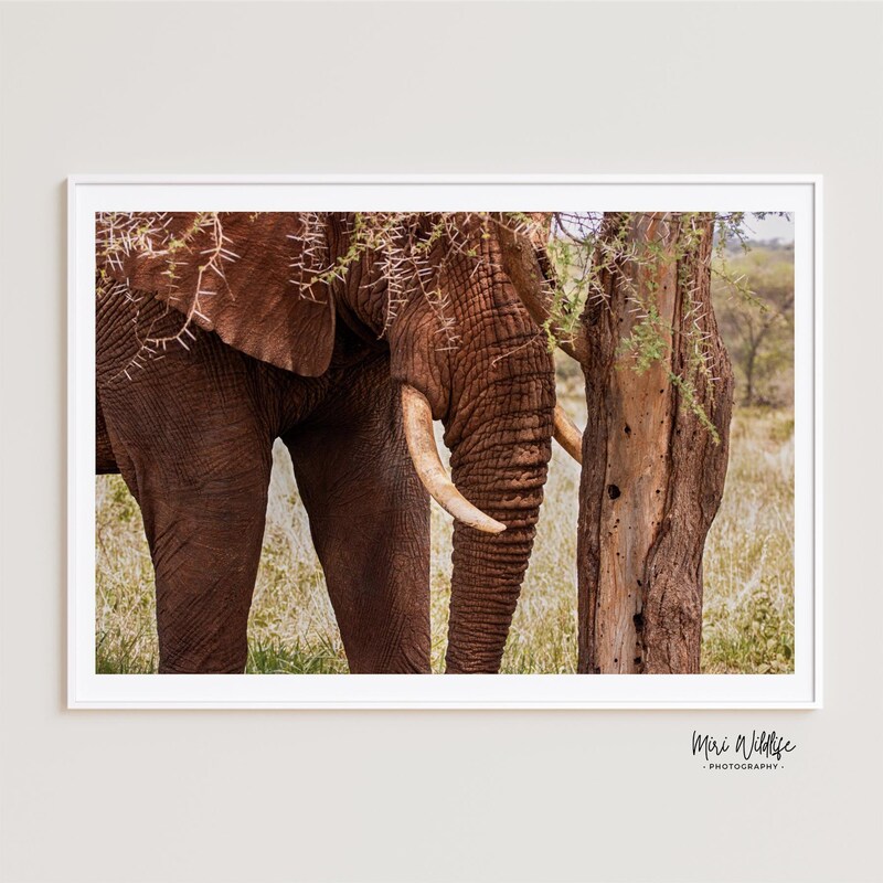 African Animal Posters - Etsy